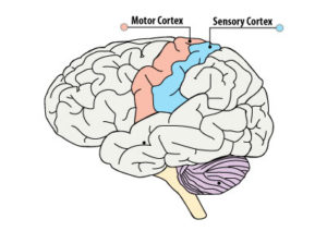 What is Somatics? | Learn Somatics